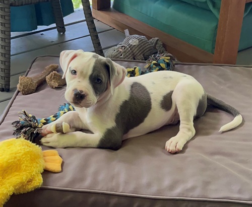 Adoptables | youluckydogrescue.org