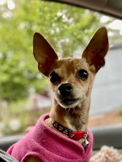 Adoptables | youluckydogrescue.org