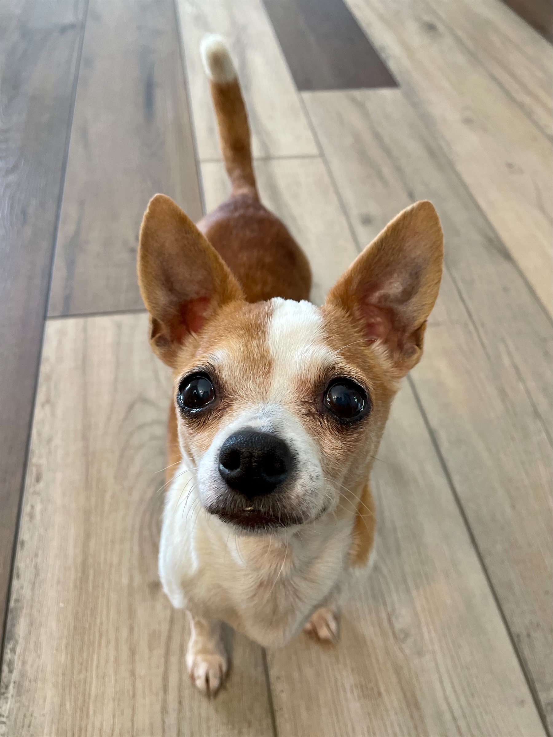 Adoptable Dogs CHOLULA | youluckydogrescue.org