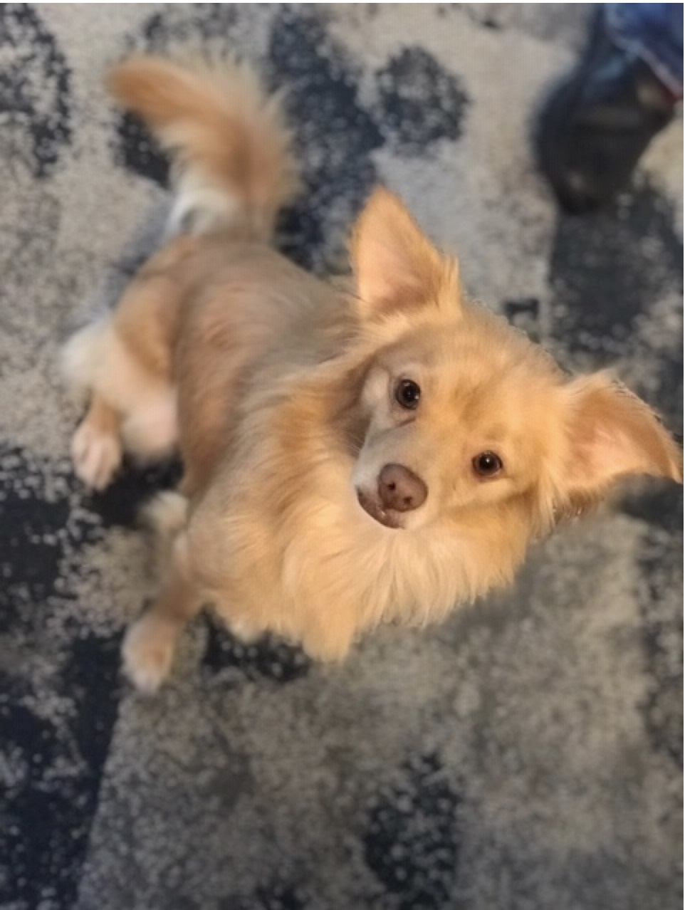 Adoptable Dogs FRAZIER aka FRAY | youluckydogrescue.org