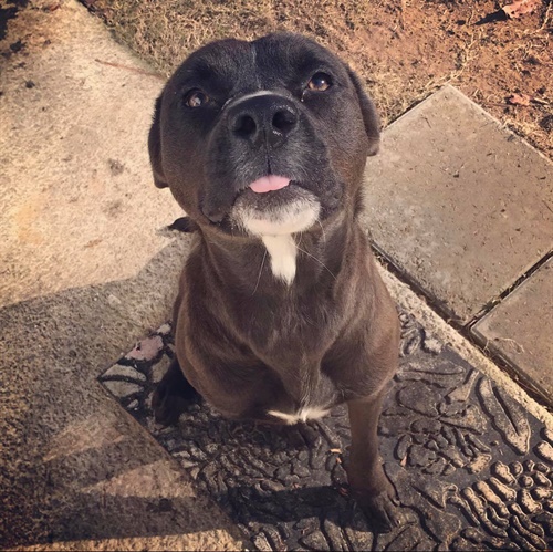 Adoptables | youluckydogrescue.org