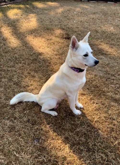 Adoptable Dogs Harper Wright | youluckydogrescue.org