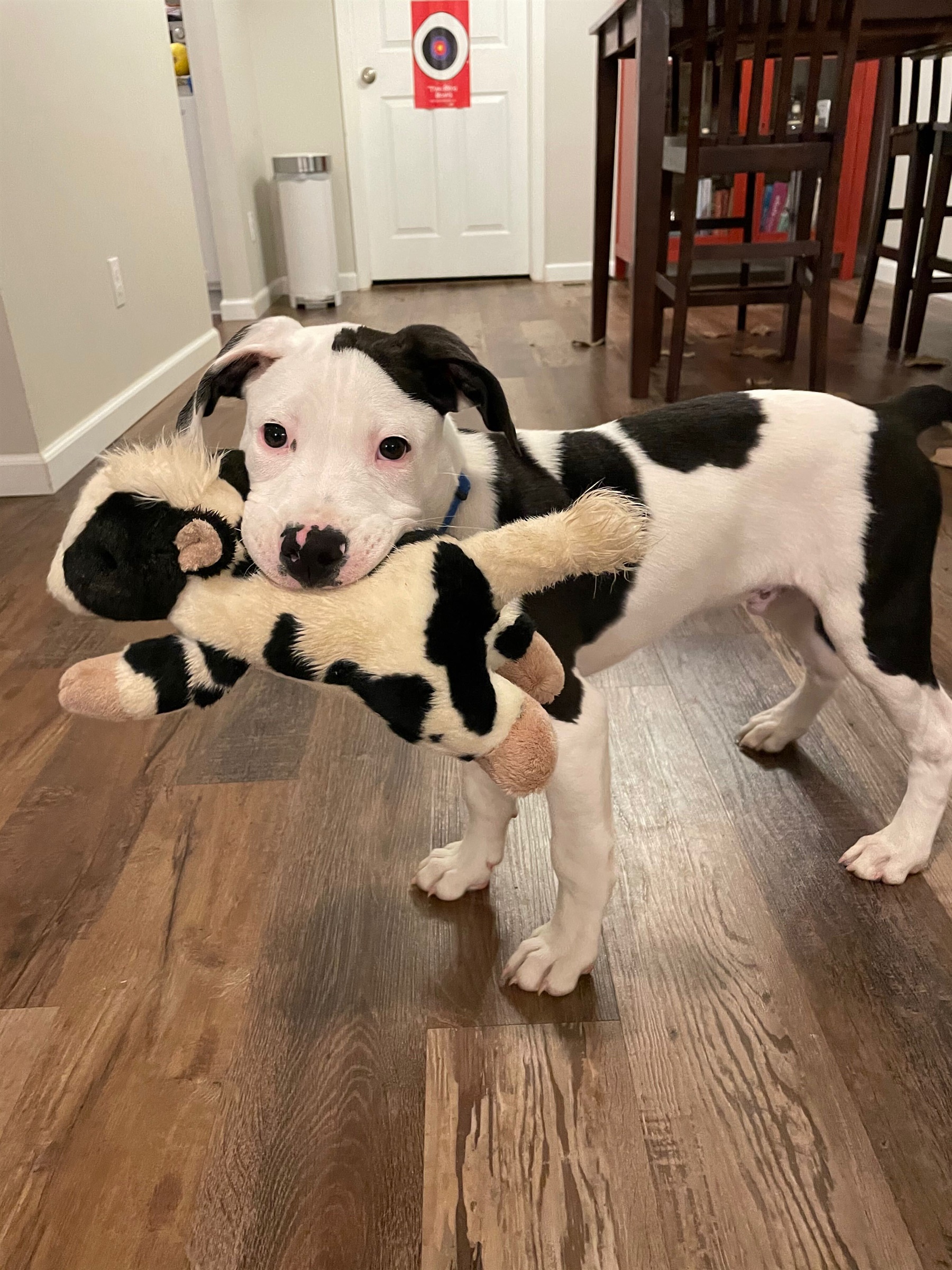 Adoptable Dogs RIPLEY BISHOP | youluckydogrescue.org