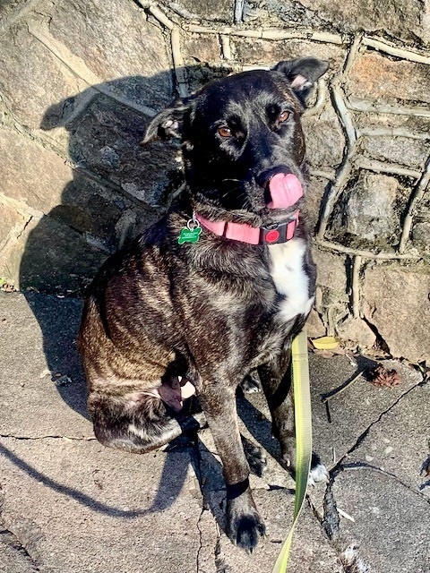 Adoptables | youluckydogrescue.org